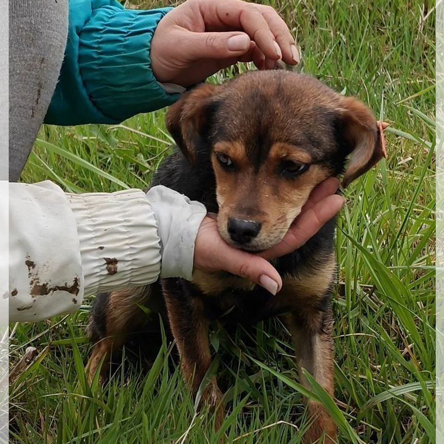 Взрослая собака в добрые руки