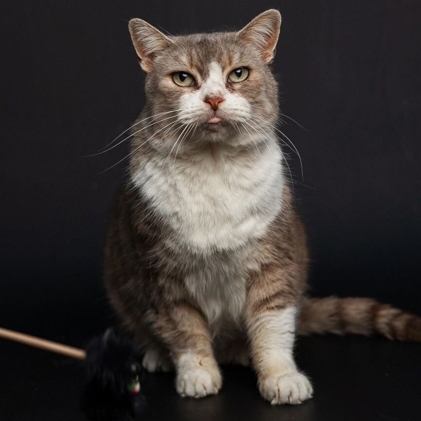 Ласкуша кошечка Афина