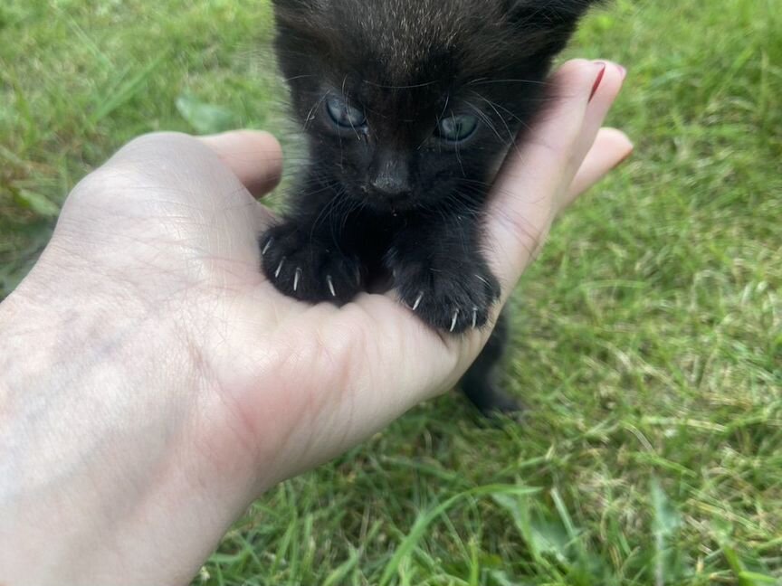 Ласковый котёнок ищет дом