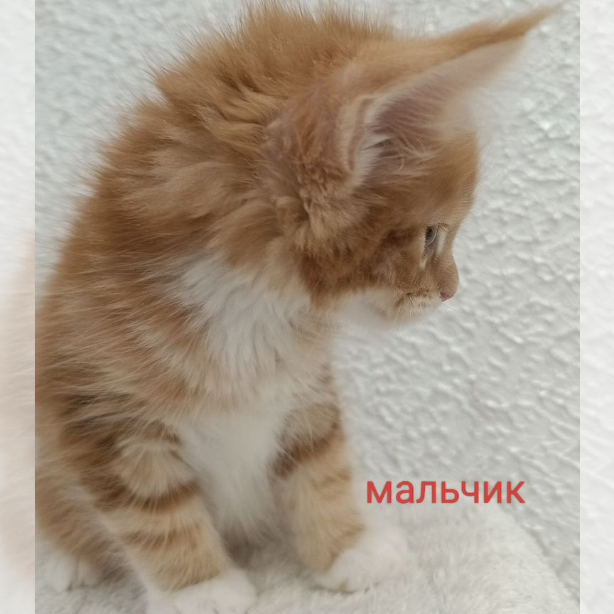 Мейн-кун котёнок