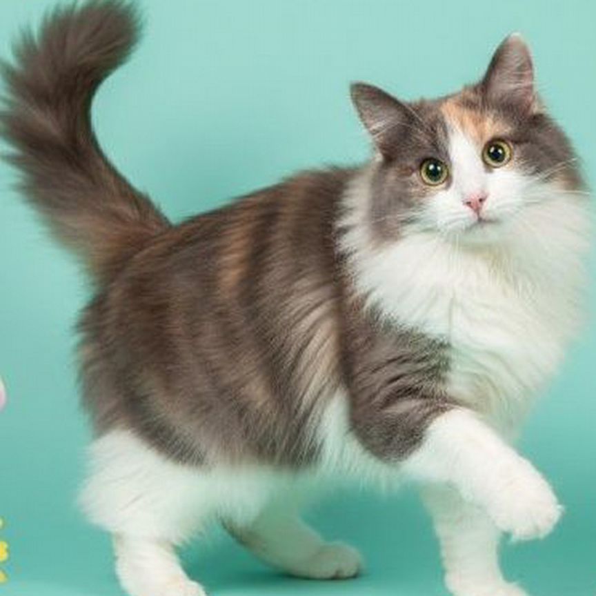 Сибирская, взрослая кошка