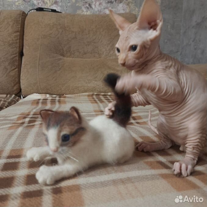 Сфинкс Шерстяной и обычный