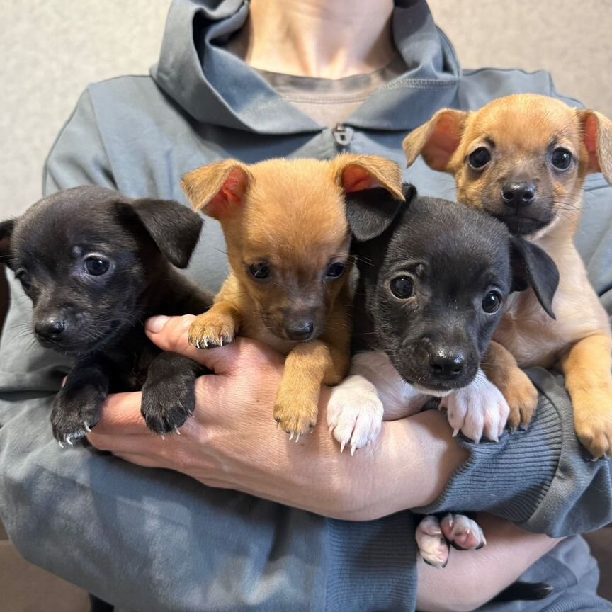 Русский той-терьер, щенок