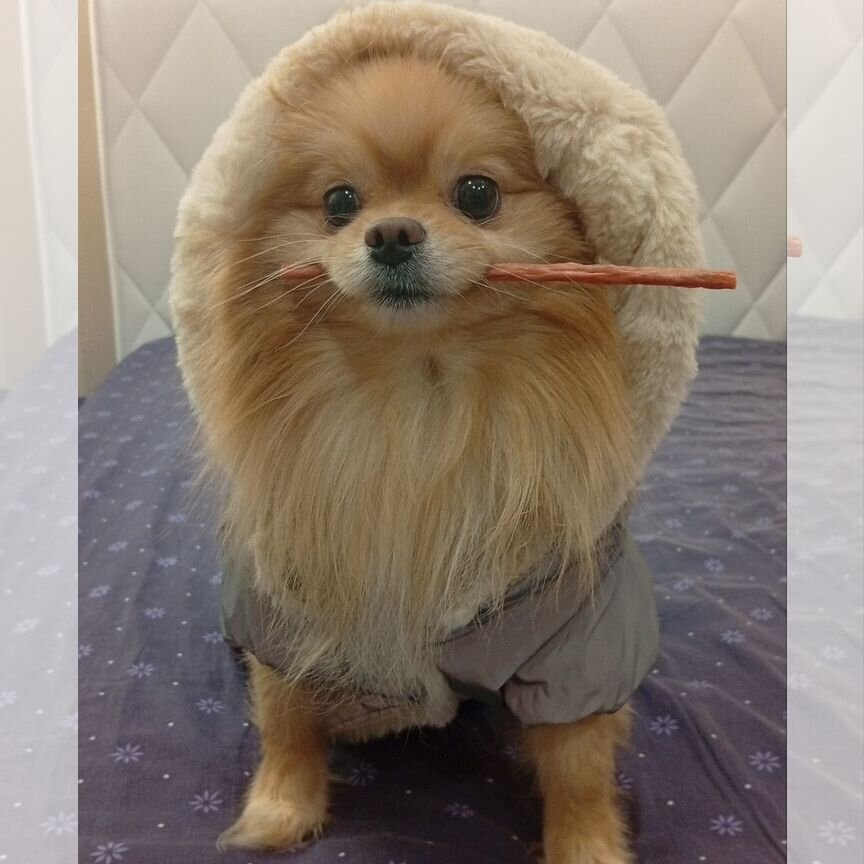 Одежда для маленьких пород собак