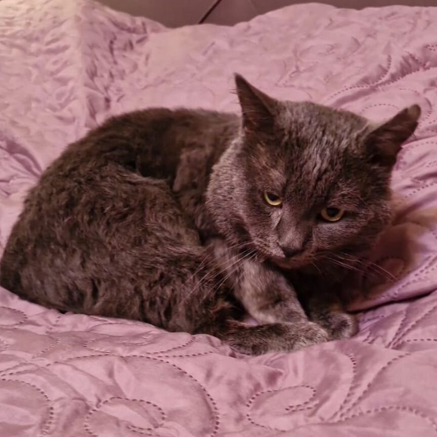 Взрослый кот в добрые руки