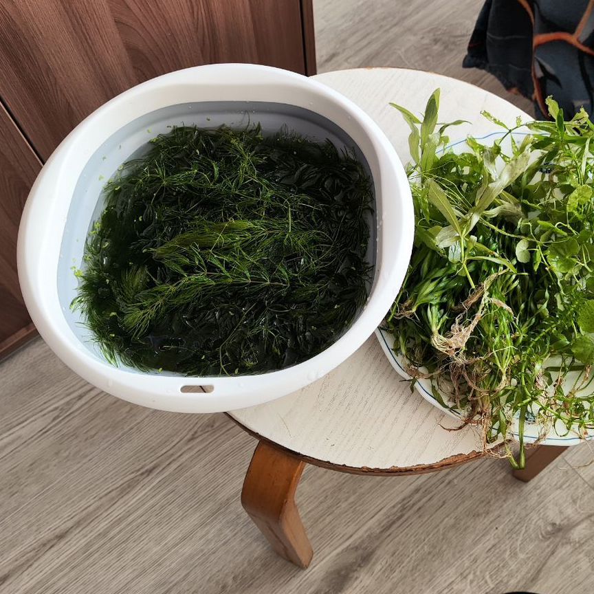 Аквариумные растения прополка