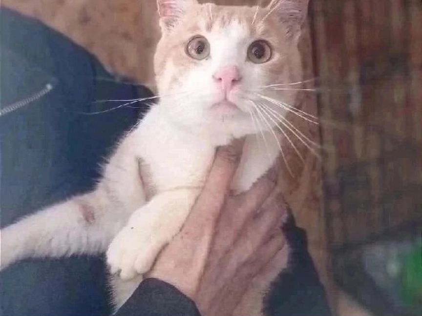 Котик Абрикосик в хорошую семью бесплатно