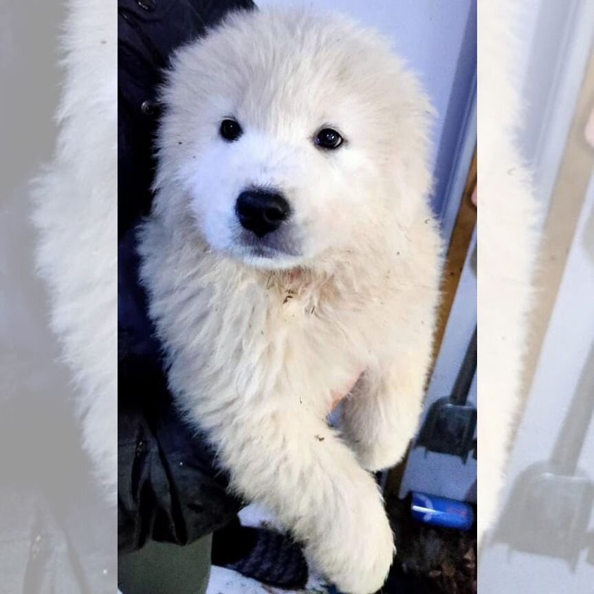 Щенки Мареммо-Амбруцкой овчарки