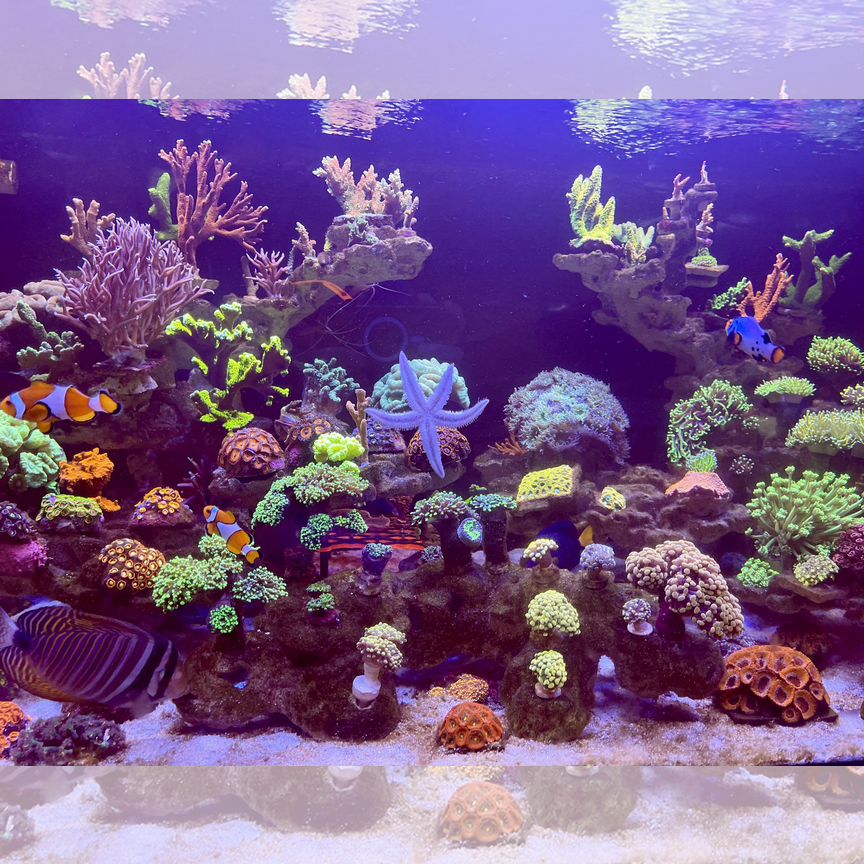 Мягкие, LPS и SPS кораллы морской аквариум