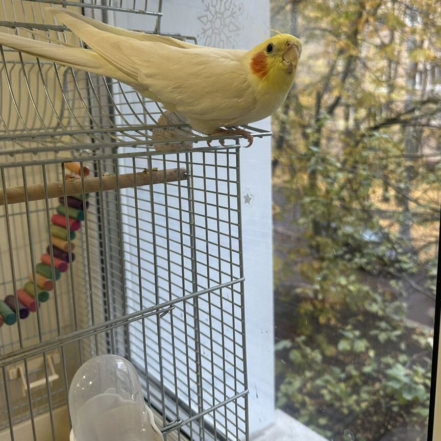 Попугай корелла с клеткой