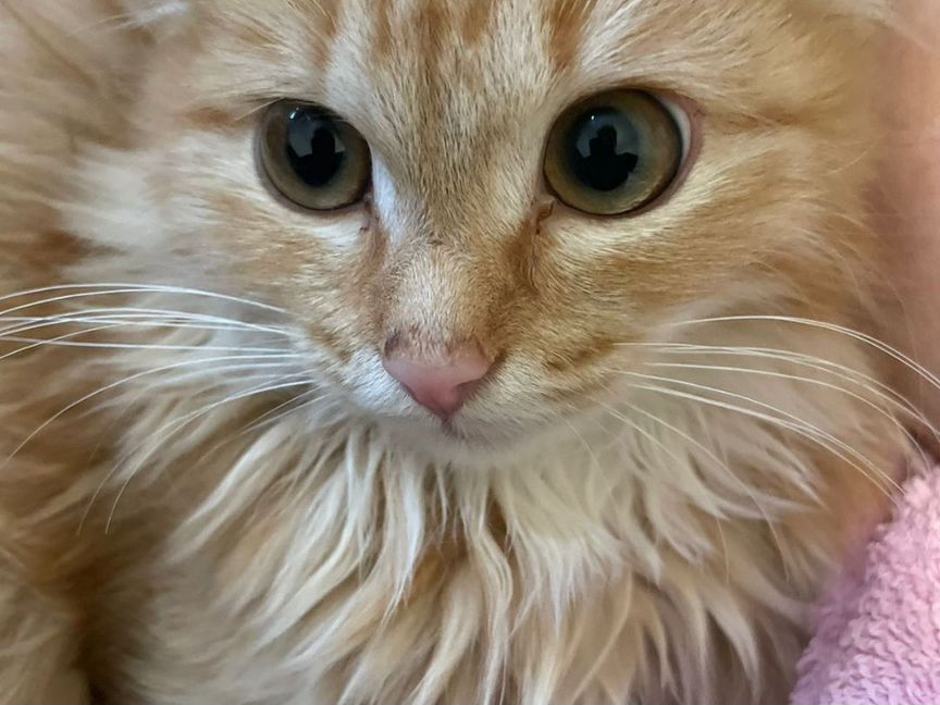 Котенок бесплатно