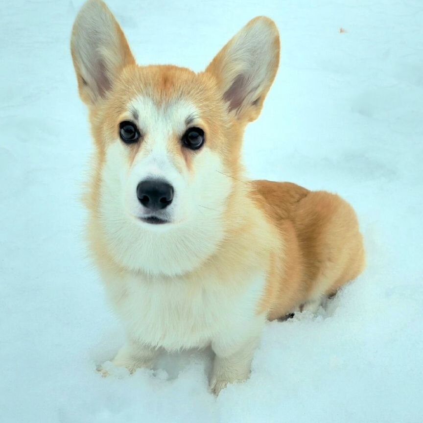 Вельш-корги пемброк