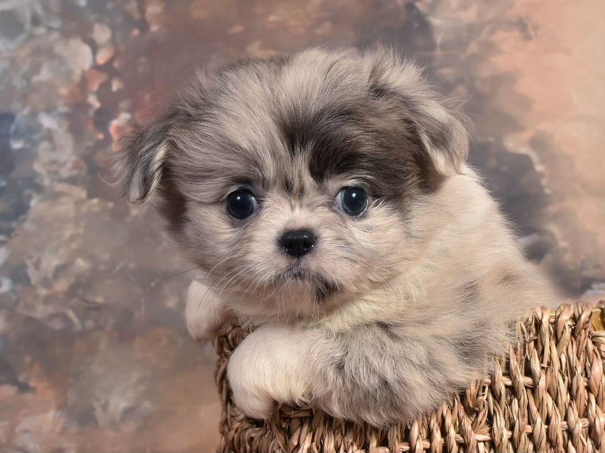 Щенок девочка 2.5 мес
