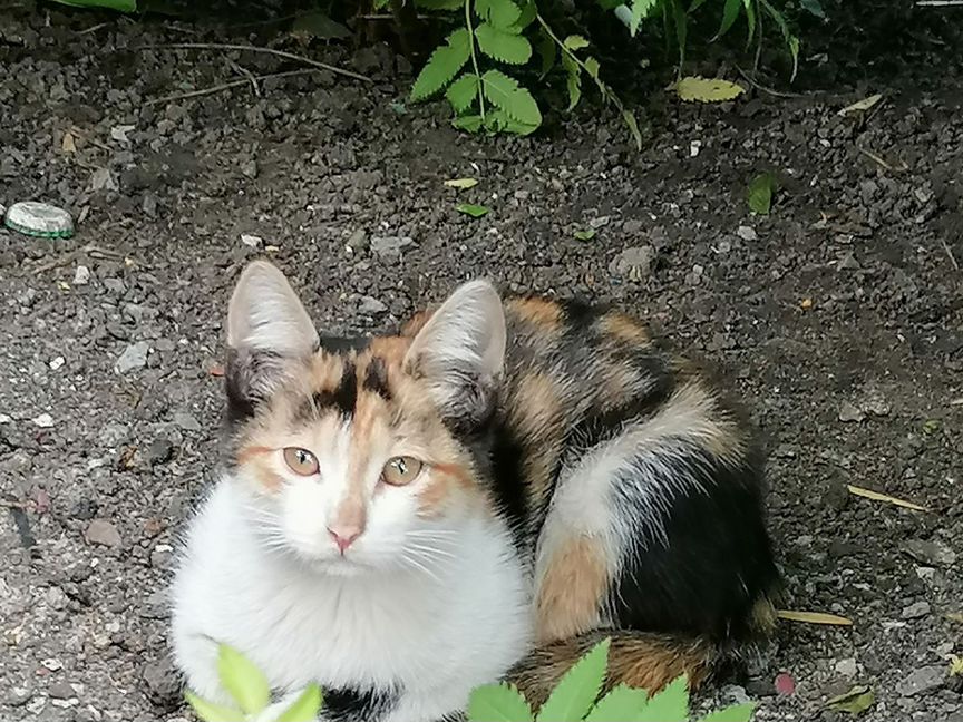 Котенок