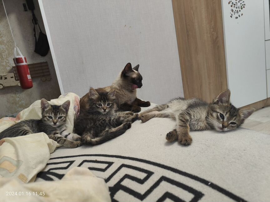 Котятки любви