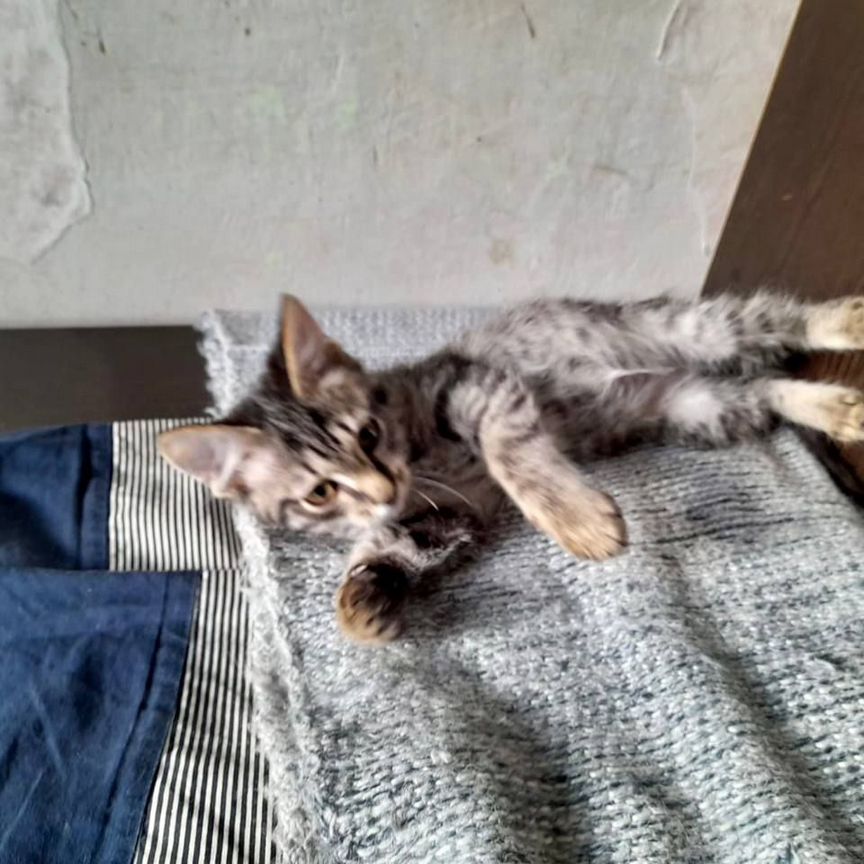 Котёнок