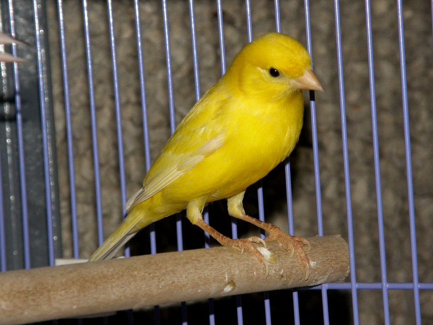 Кенары певчий