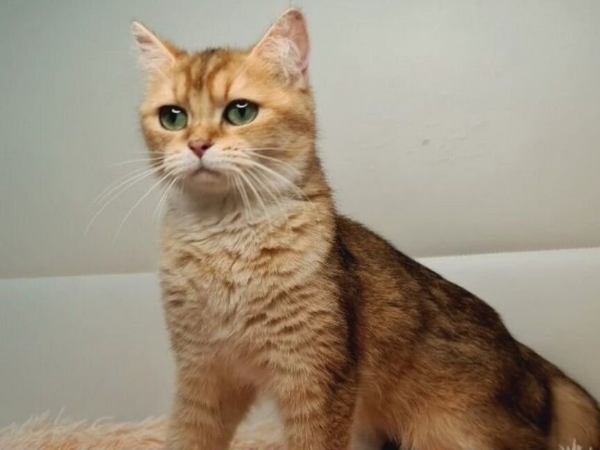 Британская шиншила кошечка ny11, отец cy лиловое