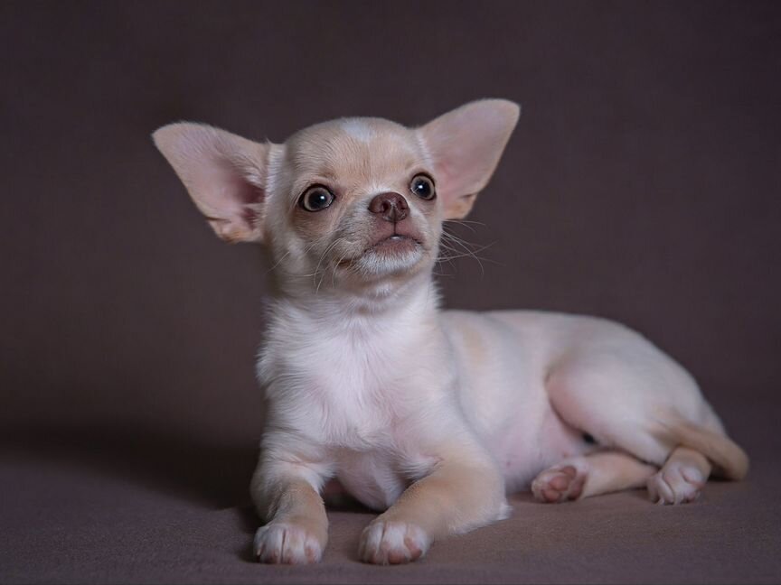Чихуахуа, чудесная малышка