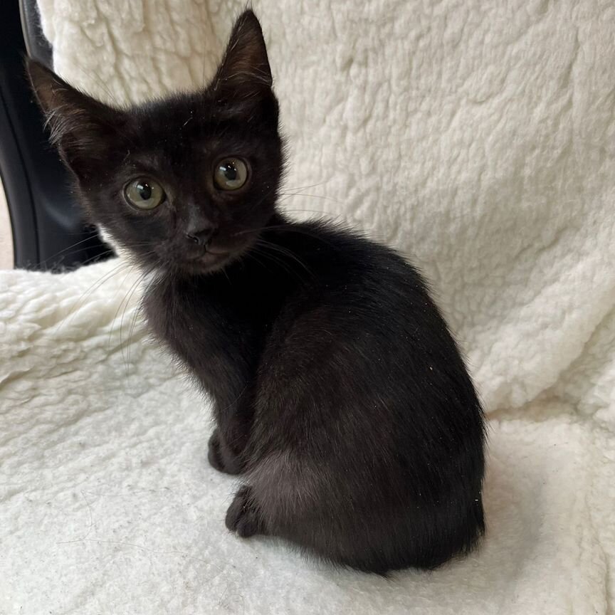 Котенок ласковый классный парень