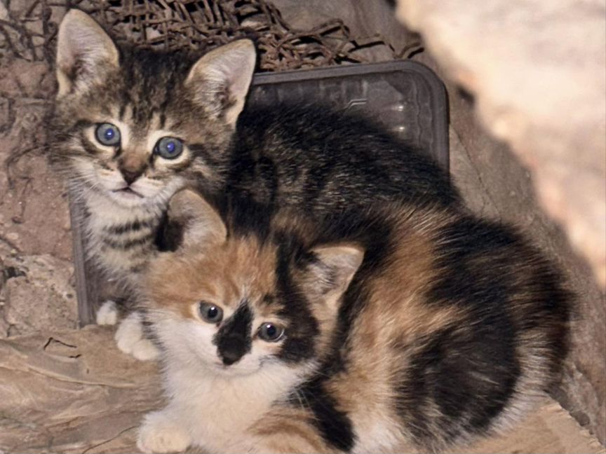 Кошки в добрые руки бесплатно