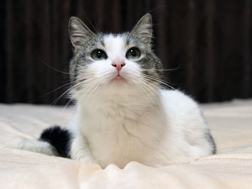 Кошки в добрые руки бесплатно