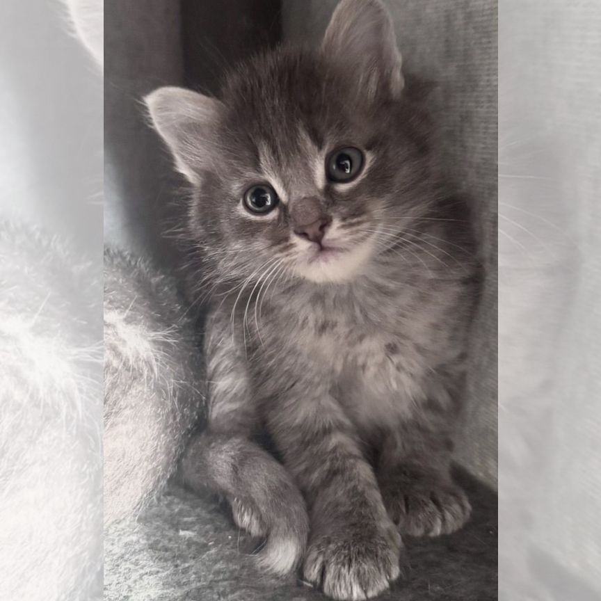 Котёнок в добрые руки