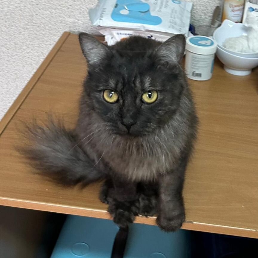 Чёрная кошка в добрые руки