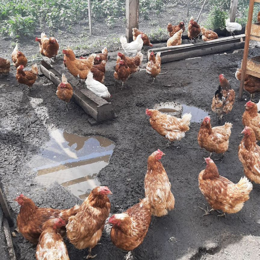 Куры несушки продам