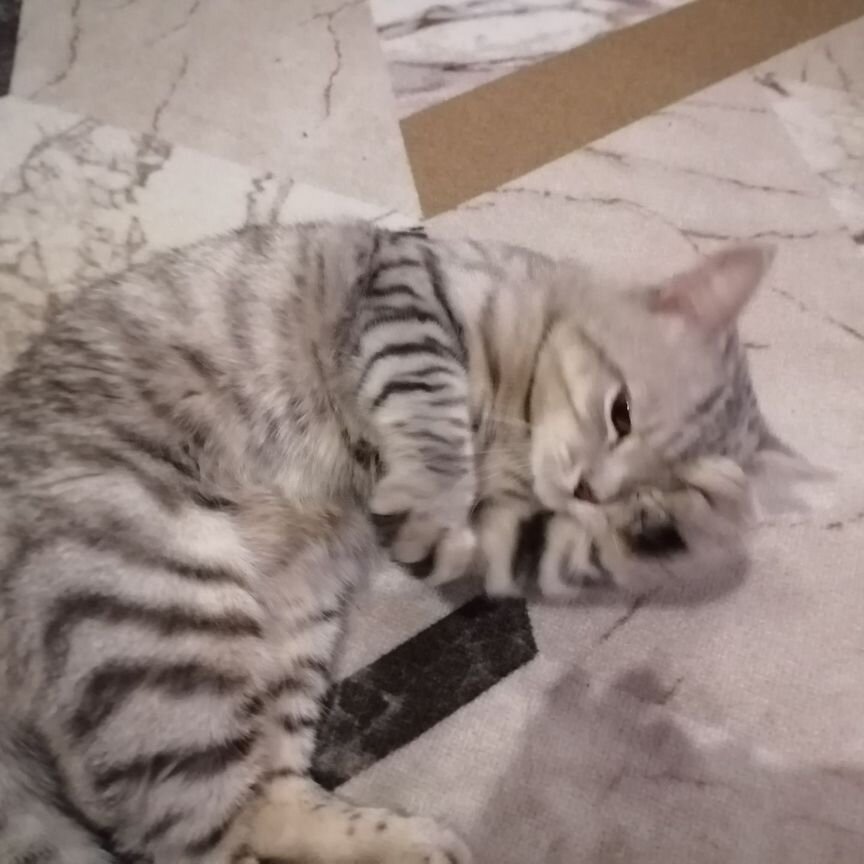 Домашние животные кошки