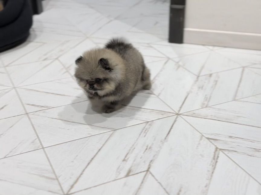 Мальчик крем/соболь шпиц миник