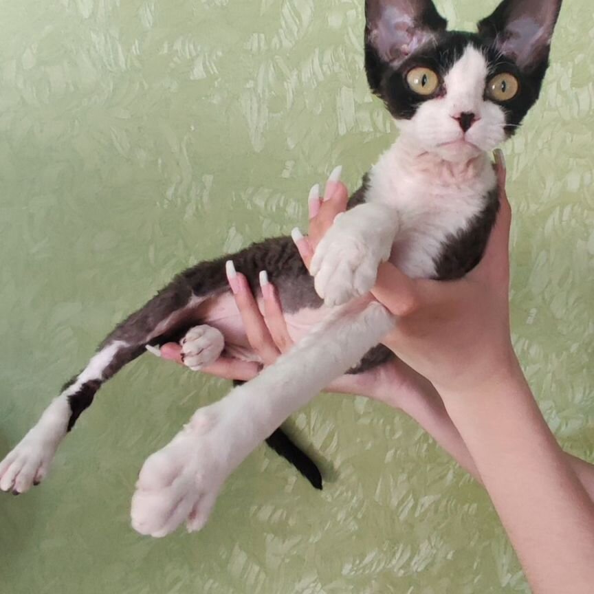 Кошки