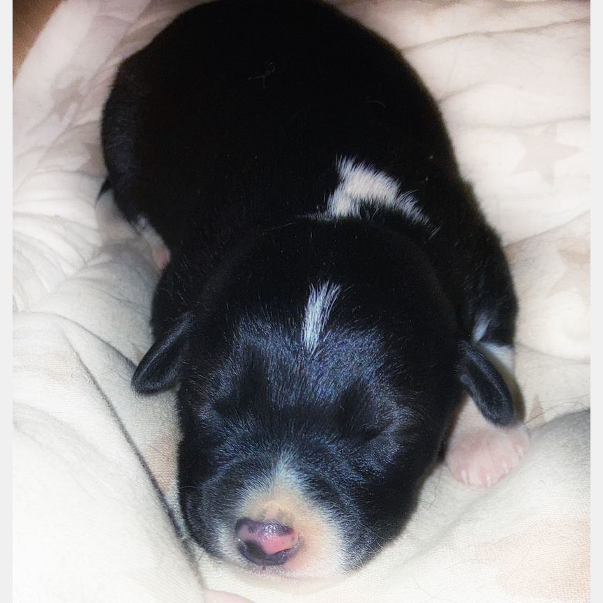 Отдам щенка в добрые руки