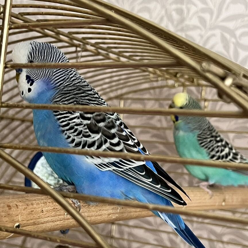 Попугайчики волнистые