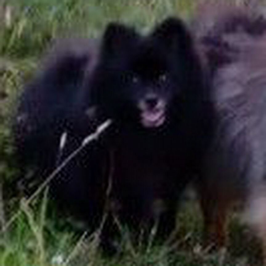 Немецкий шпиц, взрослая собака