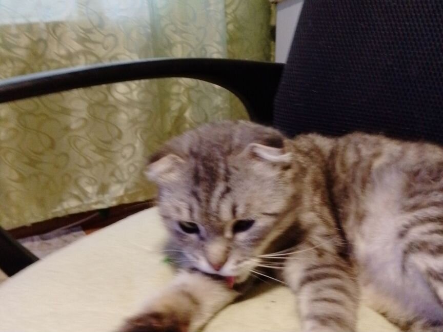 Кошка в добрые руки бесплатно