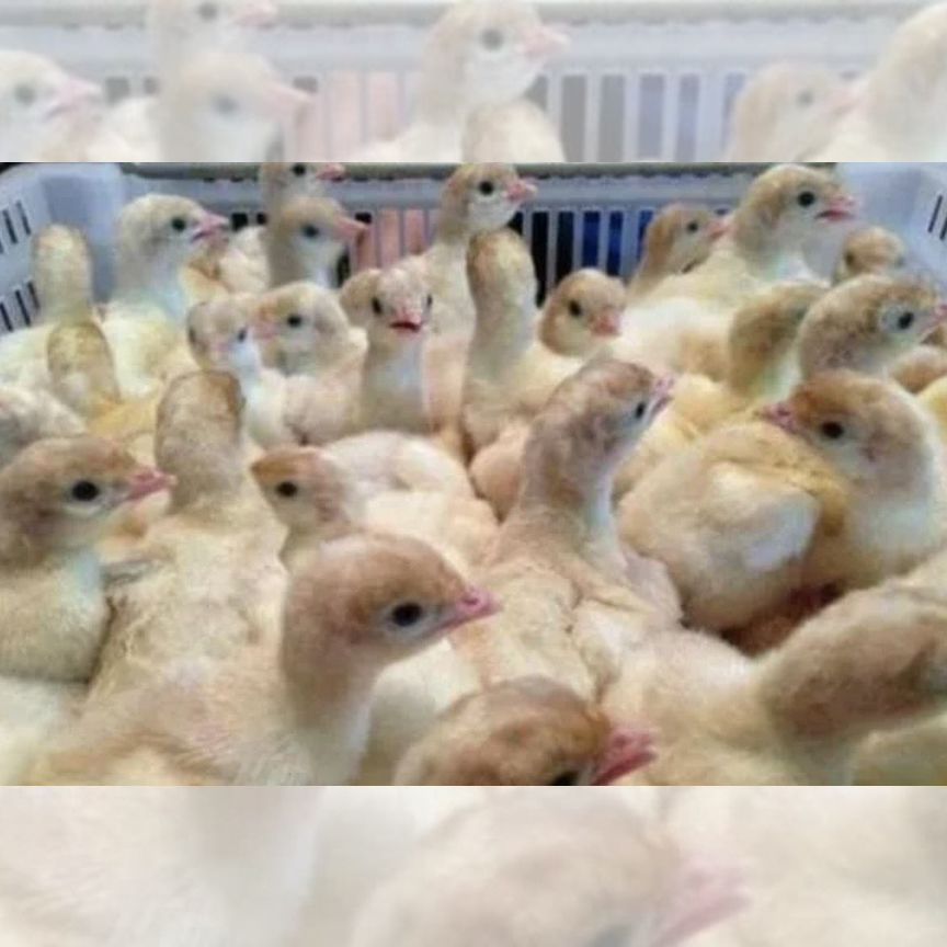 Индюшата хайбрид конвертер