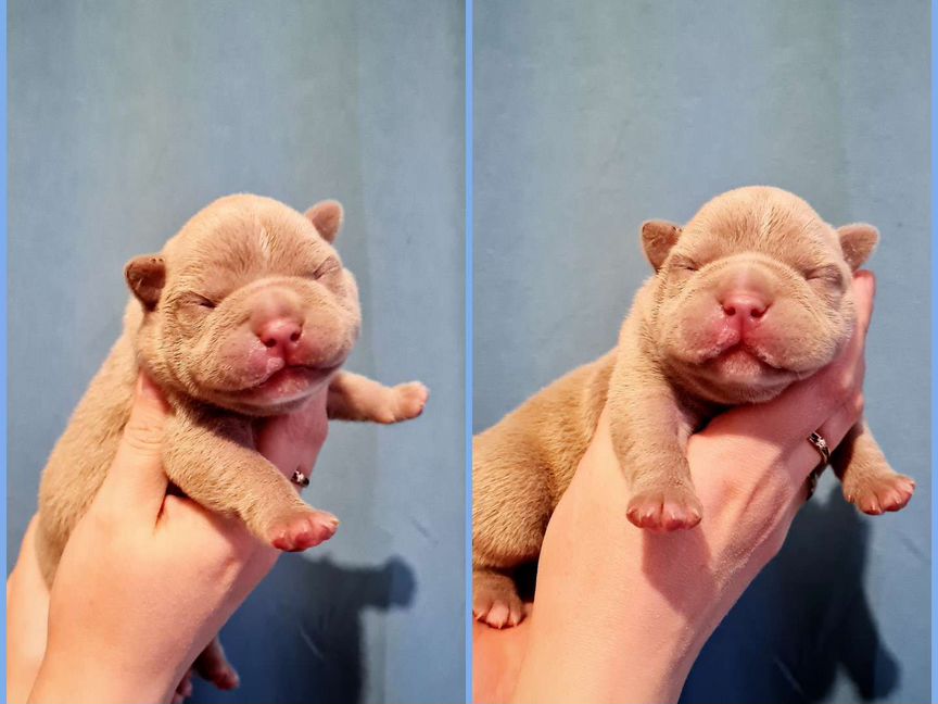 Очень красивые щенки Американский Булли