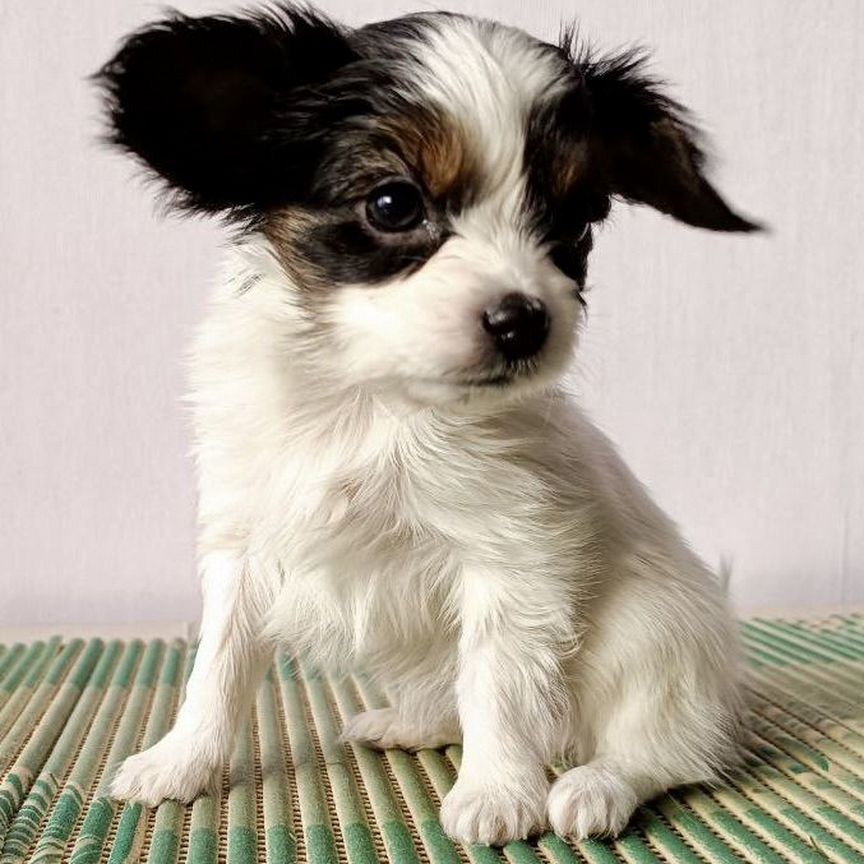 Континентальный той-спаниель папильон, щенок