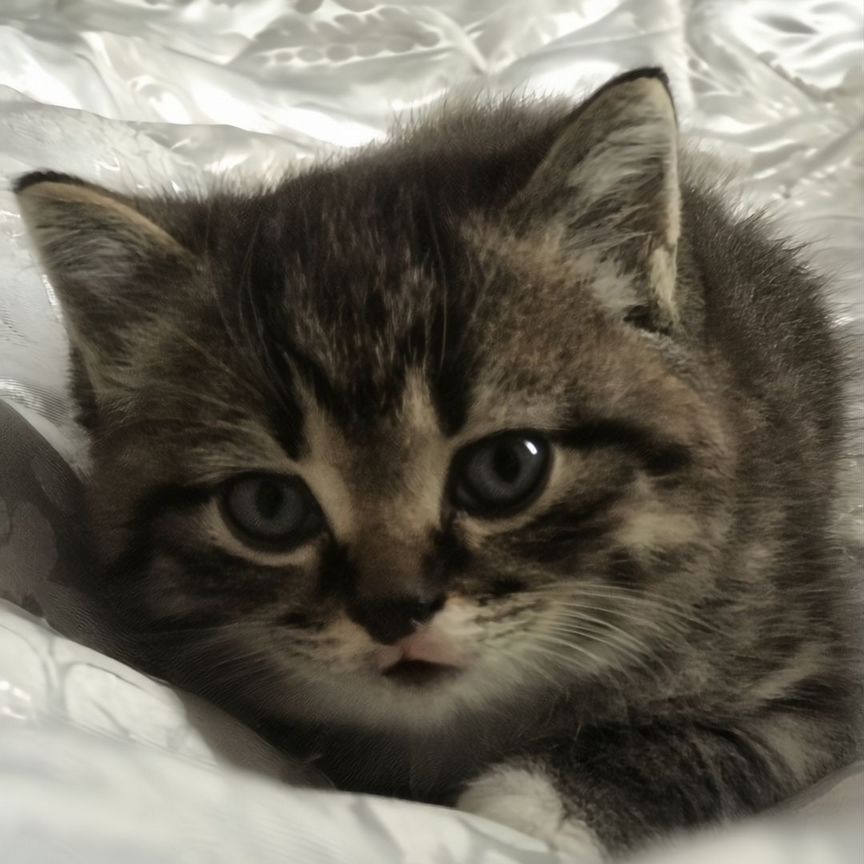 Британский длинношёрстный котёнок