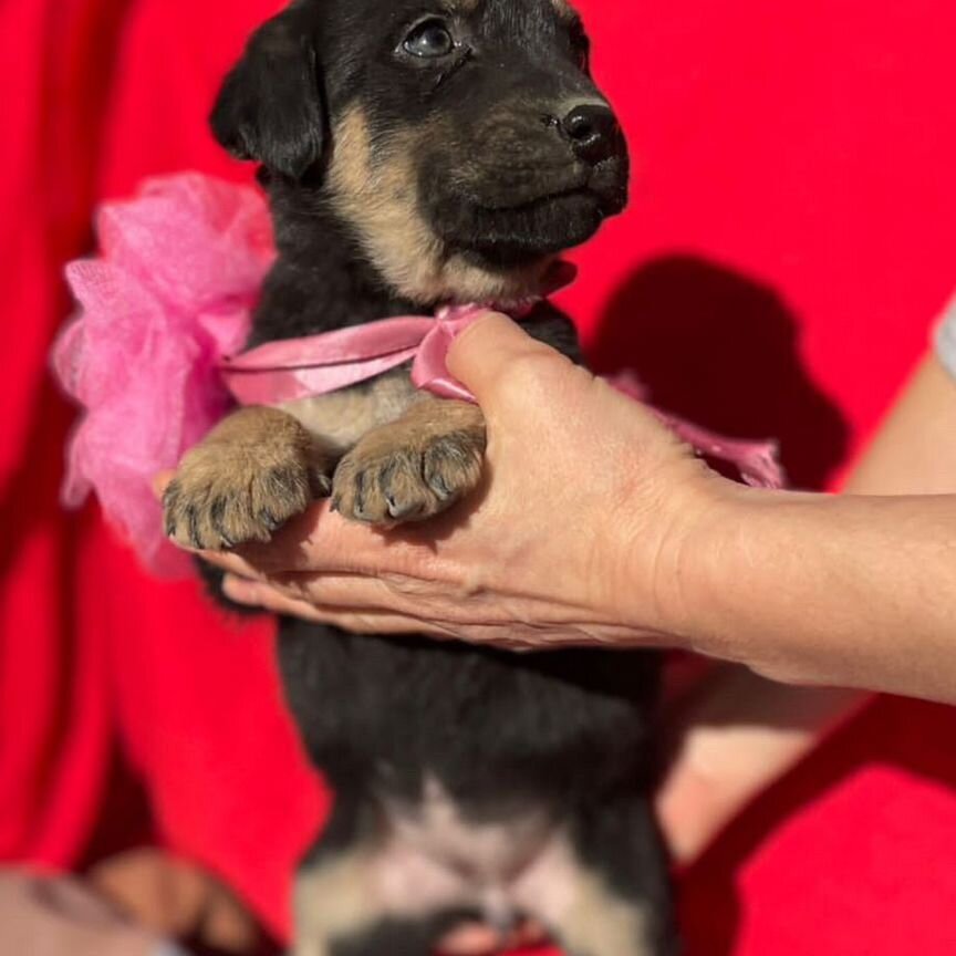 Красотка Афина ждет своего человека