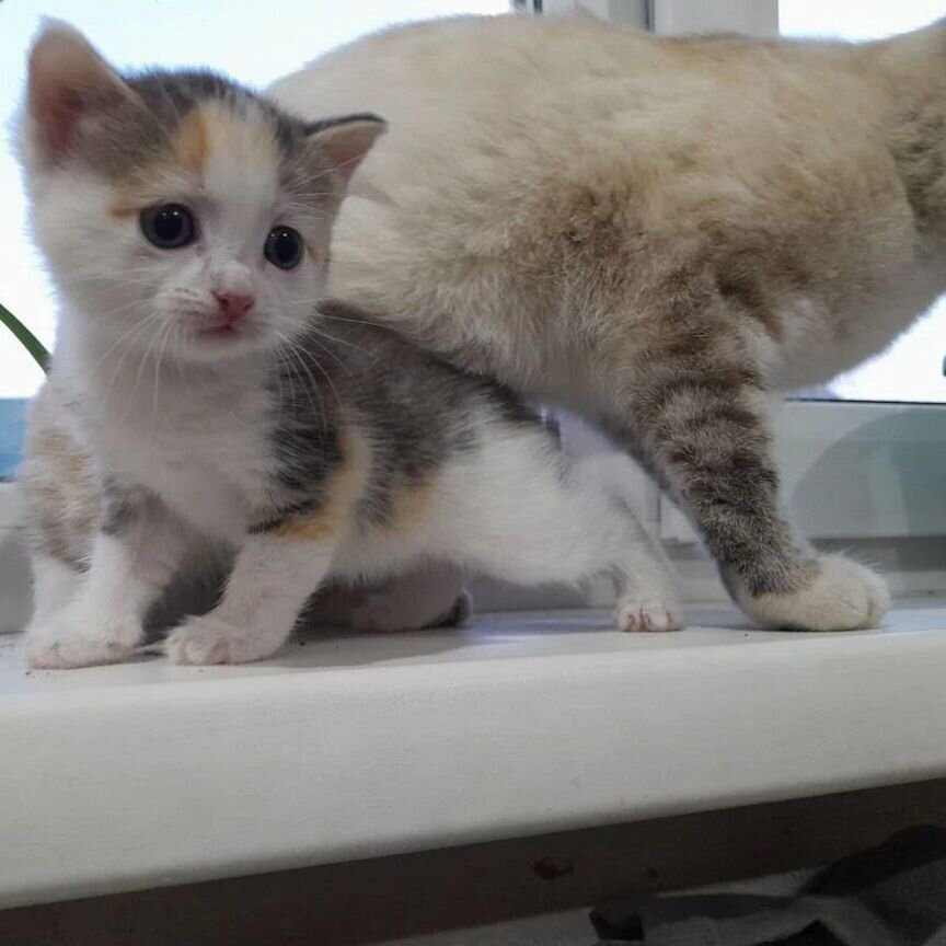 Котёнок от частного владельца