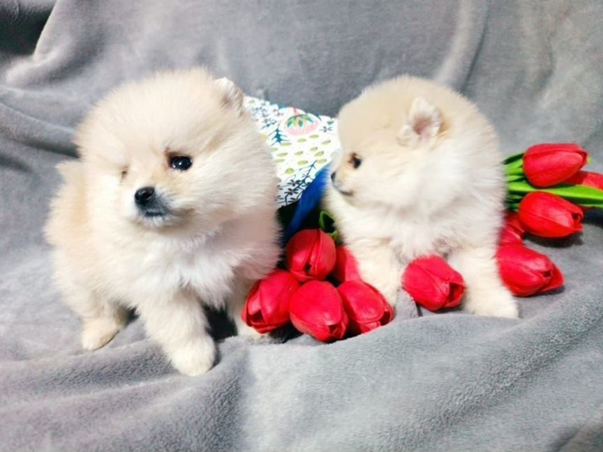 Замечательные щенки мини-шпица