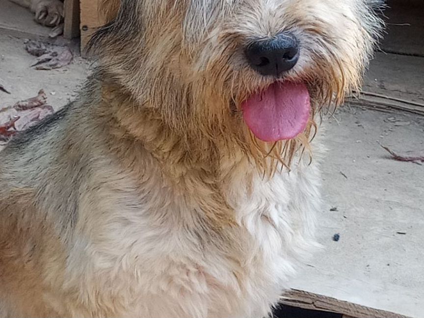 Собака ищет семью