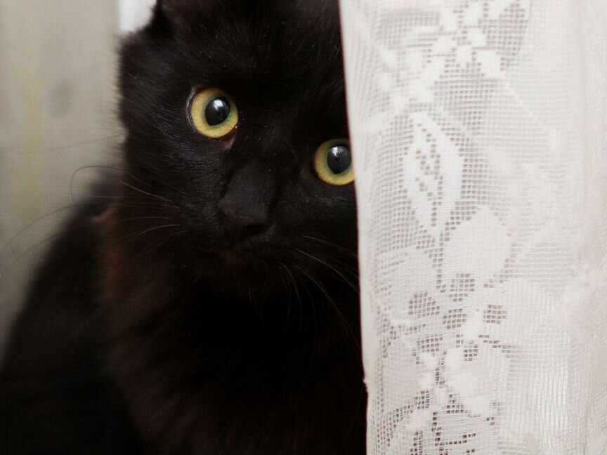 Котик Изюм ищет дом