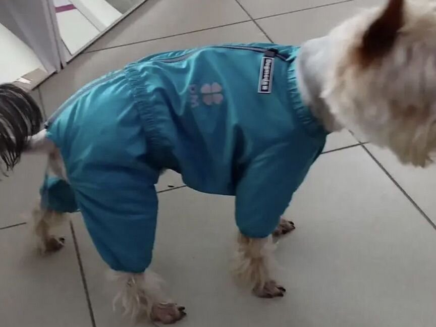 Комбинезон утепленный dogmoda р-р 2