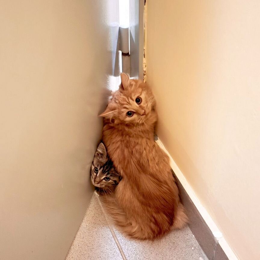 Кошка с котенком
