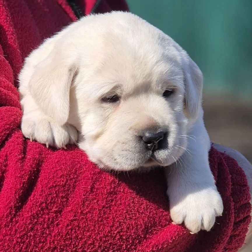 Лабрадор-ретривер, щенок