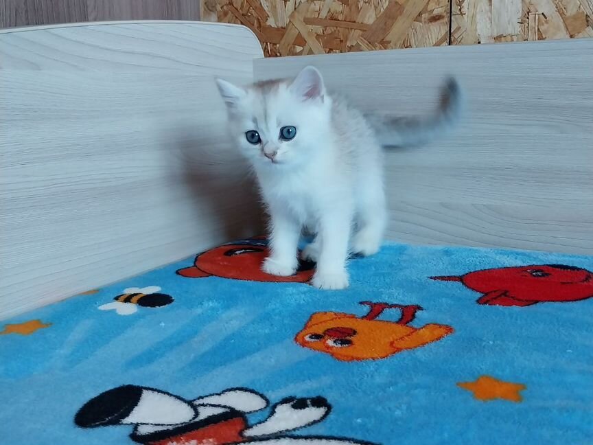 Котята шиншиллята
