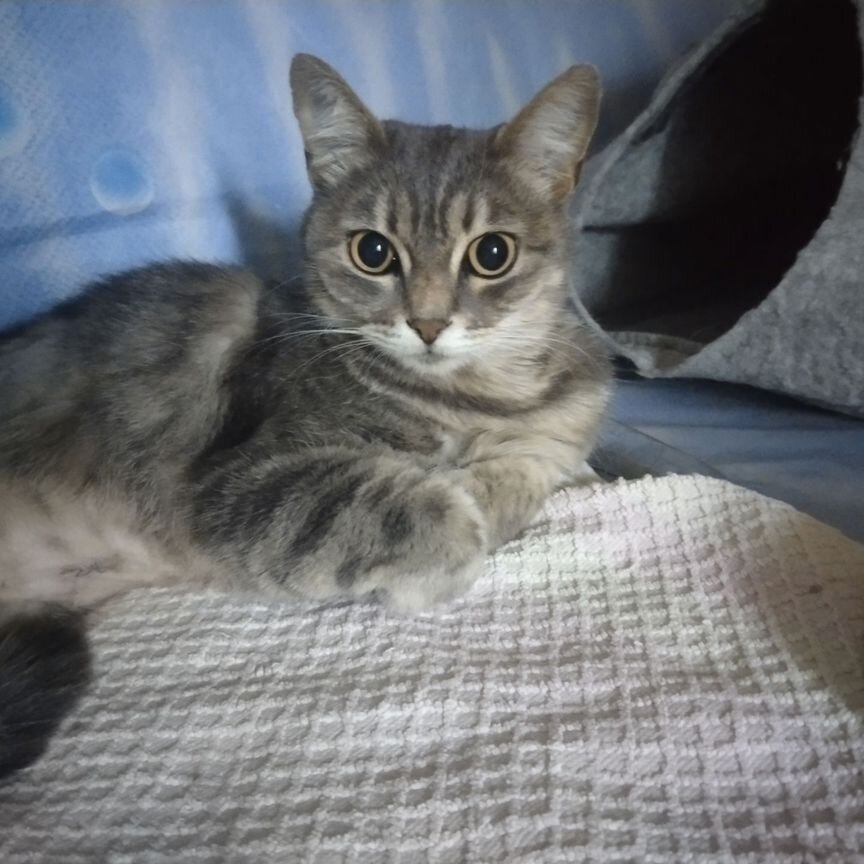 Масяня ищет дом